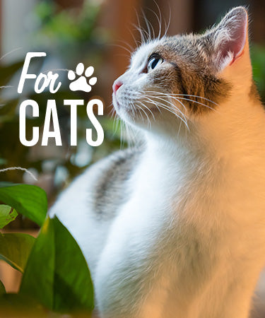 For Cats – Tender & True Pet